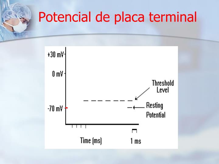 PPT - FISIOLOGIA I PowerPoint Presentation - ID:429852