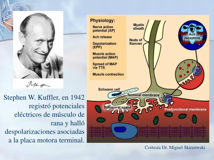 PPT - FISIOLOGIA I PowerPoint Presentation - ID:429852