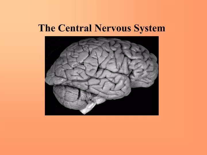 PPT - The Central Nervous System PowerPoint Presentation, free download ...