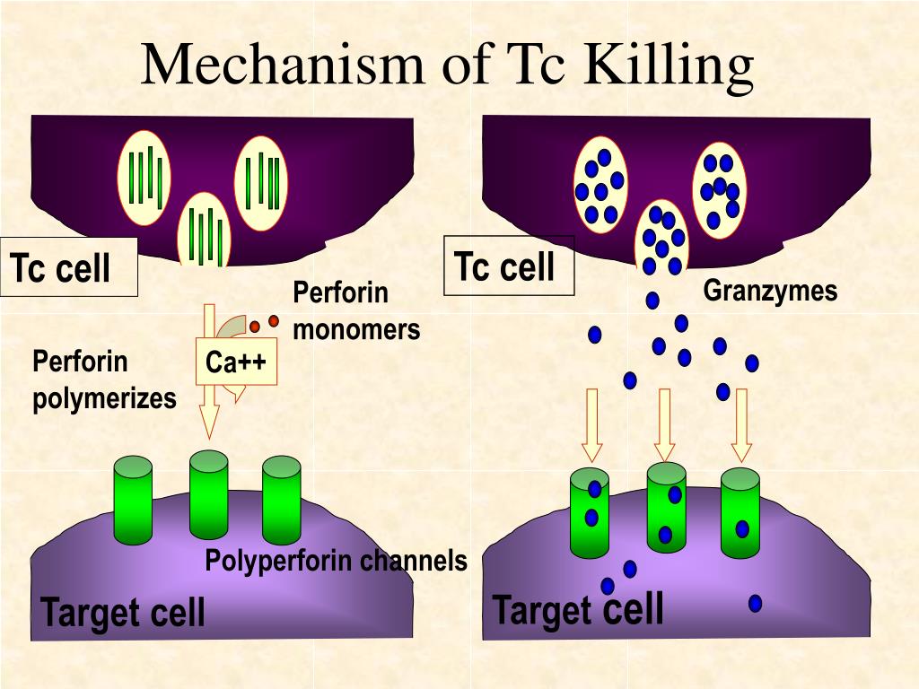 PPT - Functions of Th Cells, Th1 and Th2 Cells, Macrophages, Tc Cells ... PPT - Functions of Th Cells, Th1 and Th2 Cells, Macrophages, Tc Cells ...