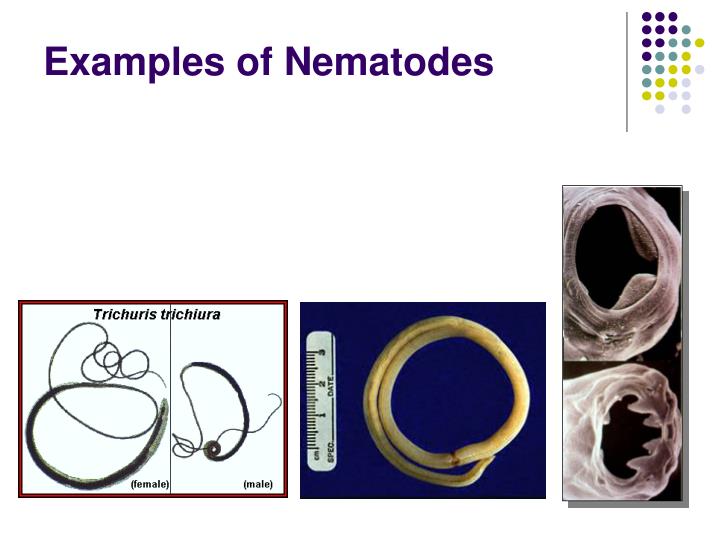 PPT - Anti-protozoal drugs PowerPoint Presentation - ID:432172