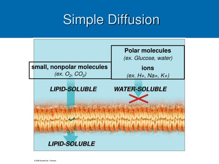 PPT - Membrane Structure and Function PowerPoint Presentation - ID:432236