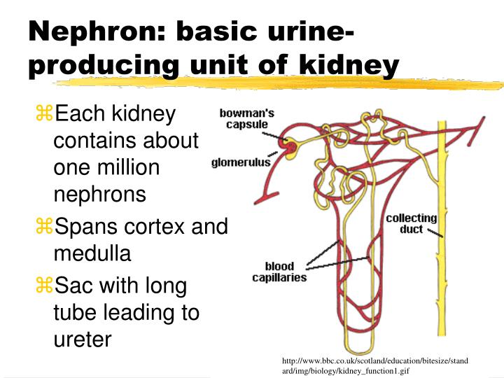 PPT - The Mammalian Excretory System PowerPoint Presentation - ID:432444