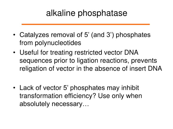 PPT - Enzymes for manipulating DNA PowerPoint Presentation - ID:433121
