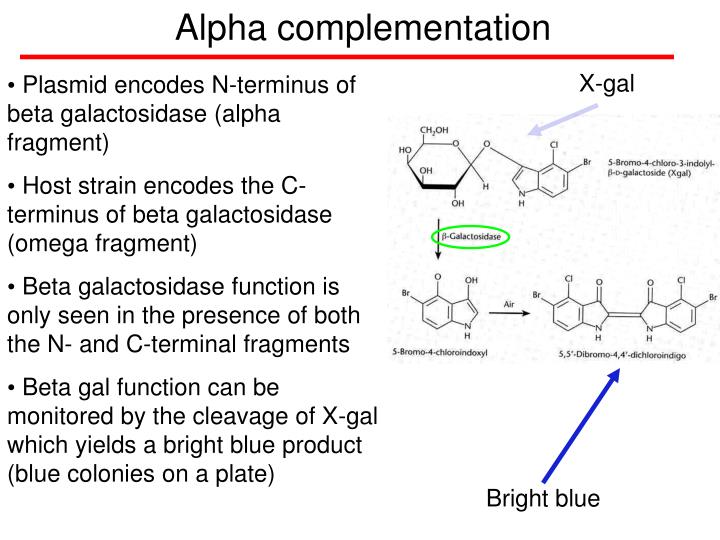 PPT - Enzymes for manipulating DNA PowerPoint Presentation - ID:433121