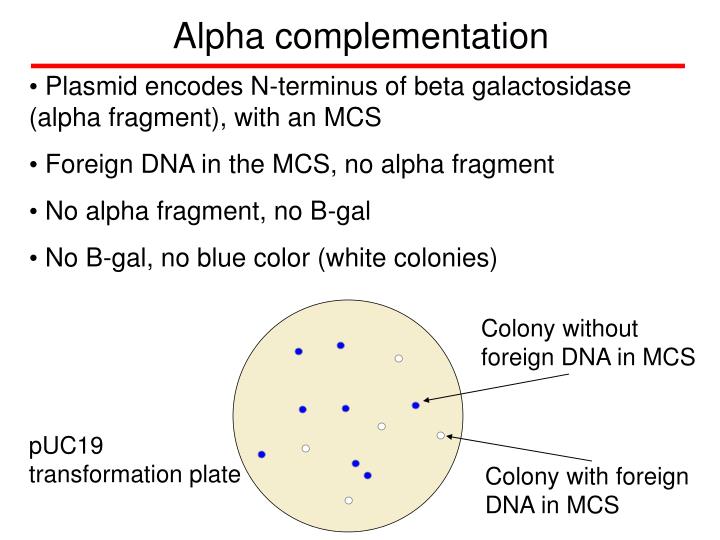 PPT - Enzymes for manipulating DNA PowerPoint Presentation - ID:433121