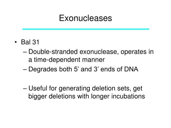 PPT - Enzymes for manipulating DNA PowerPoint Presentation - ID:433121