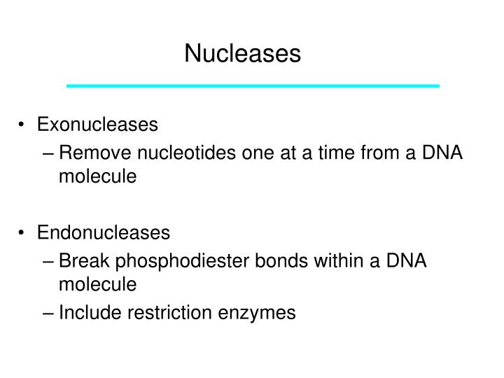 PPT - Enzymes for manipulating DNA PowerPoint Presentation - ID:433121