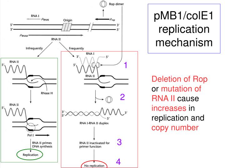PPT - Enzymes for manipulating DNA PowerPoint Presentation - ID:433121