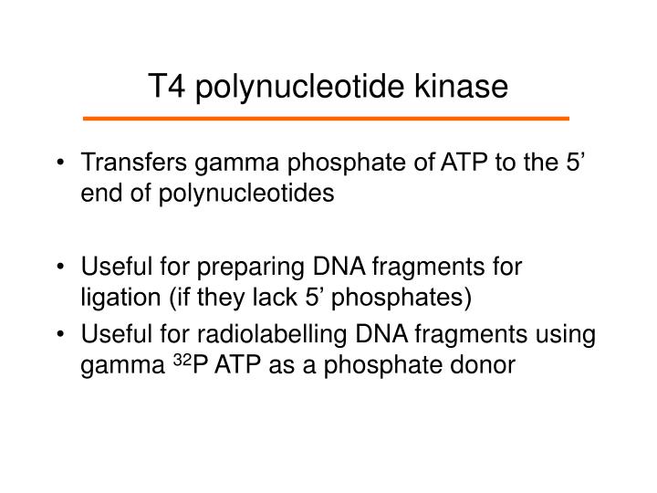 PPT - Enzymes for manipulating DNA PowerPoint Presentation - ID:433121