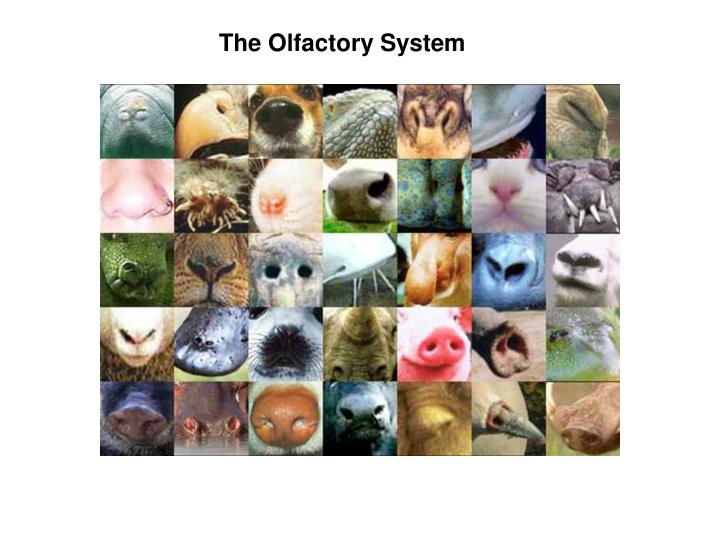 PPT - The Olfactory System PowerPoint Presentation, free download - ID ...
