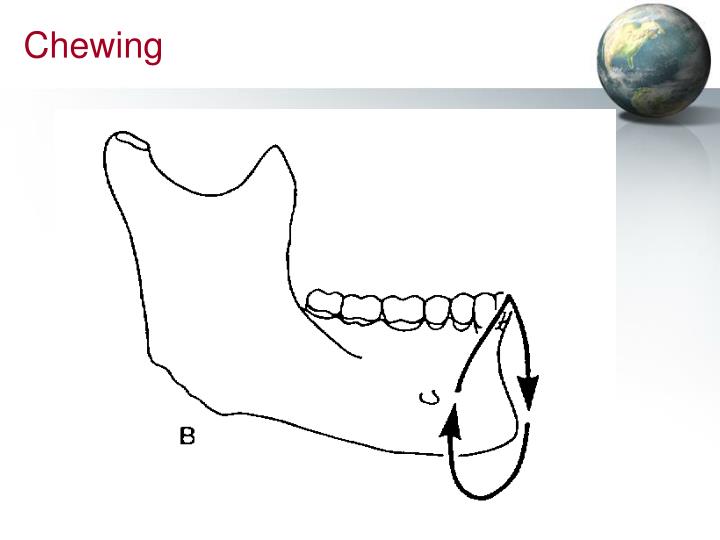 PPT - Mastication PowerPoint Presentation - ID:434389