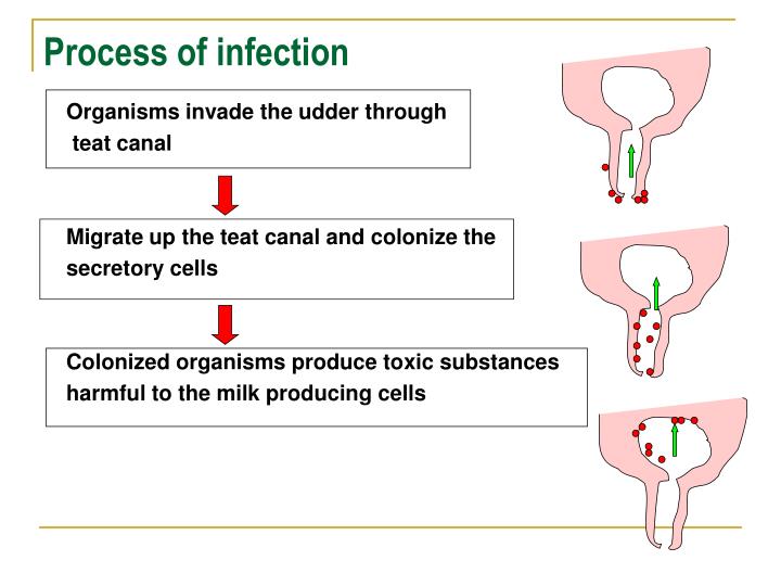 PPT - Bovine Mastitis PowerPoint Presentation - ID:434466