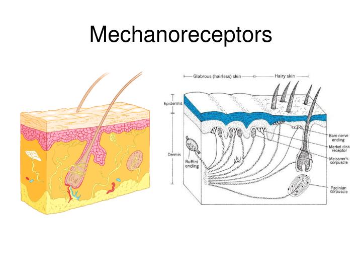 PPT - Physiology of Mastication and Deglutition Chapter 8 PowerPoint ...