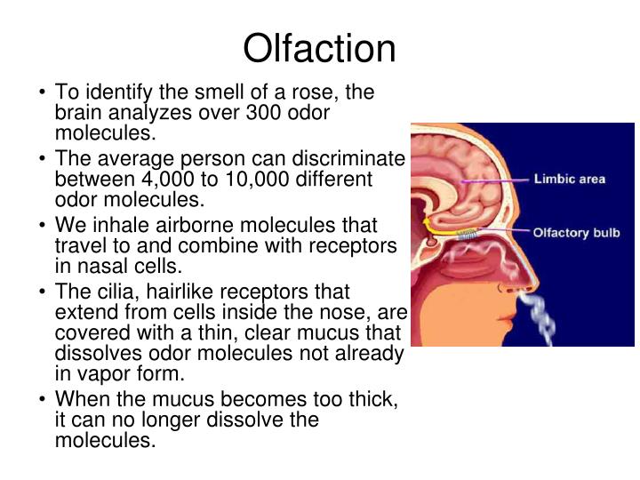 PPT - Physiology of Mastication and Deglutition Chapter 8 PowerPoint ...