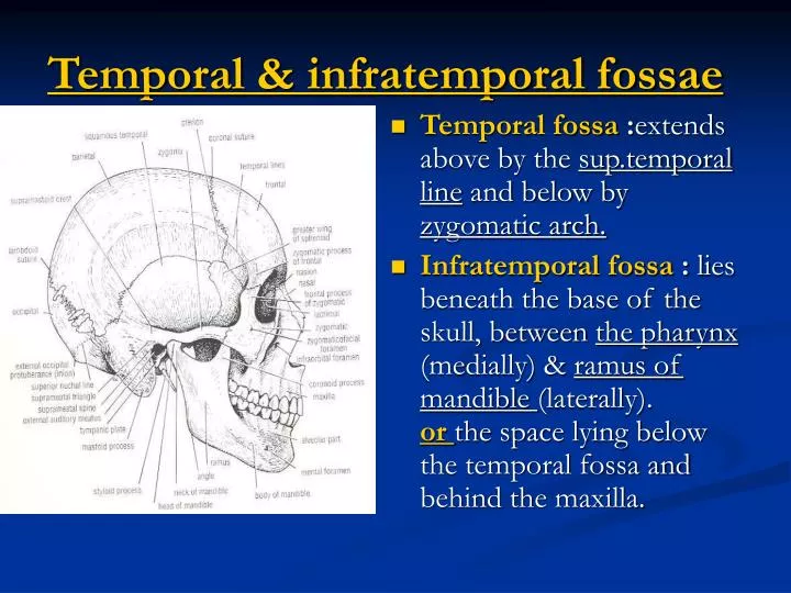 PPT - Temporal & infratemporal fossae PowerPoint Presentation, free ...
