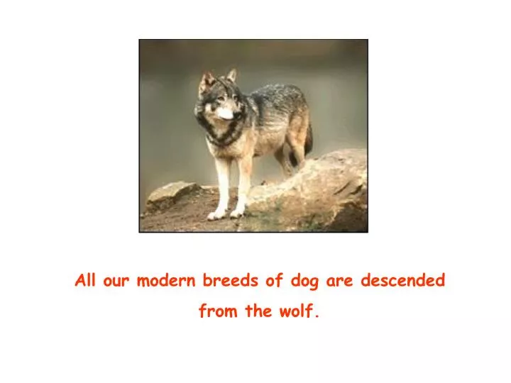 PPT - All our modern breeds of dog are descended from the wolf ...