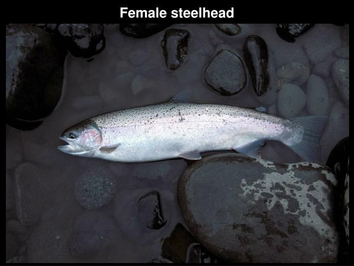 PPT - Spatial and temporal structure in a sympatric steelhead and ...