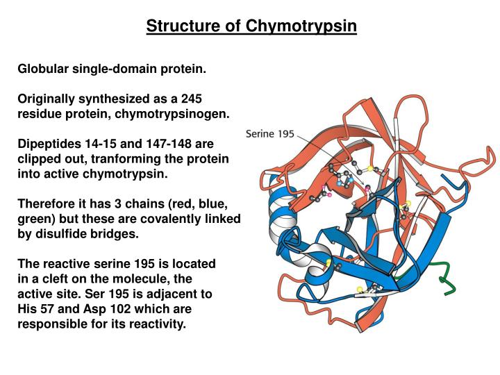 PPT - Lecture 13: Mechanism of Chymotrypsin PowerPoint Presentation ...