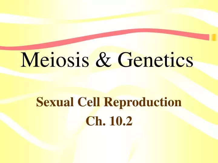PPT - Meiosis & Genetics PowerPoint Presentation, free download - ID:436408