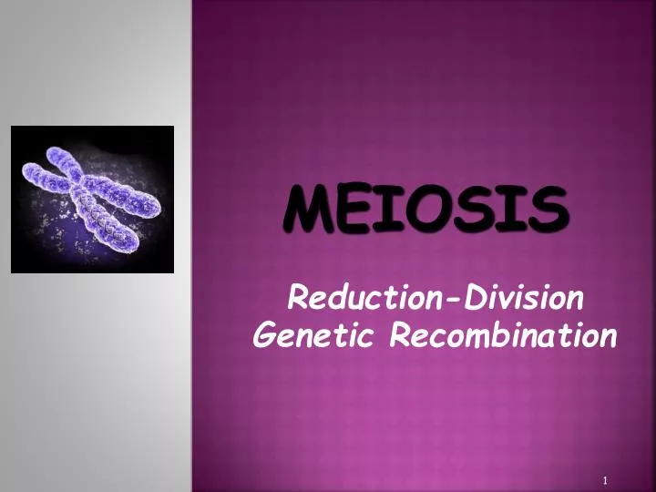 PPT - MEIOSIS PowerPoint Presentation, free download - ID:437027