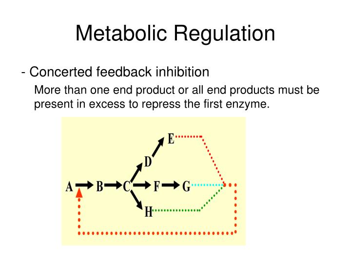 PPT - Metabolic Regulation PowerPoint Presentation - ID:437409