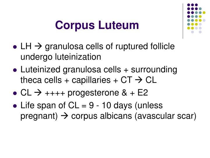 PPT - Menstrual Cycle PowerPoint Presentation - ID:437431