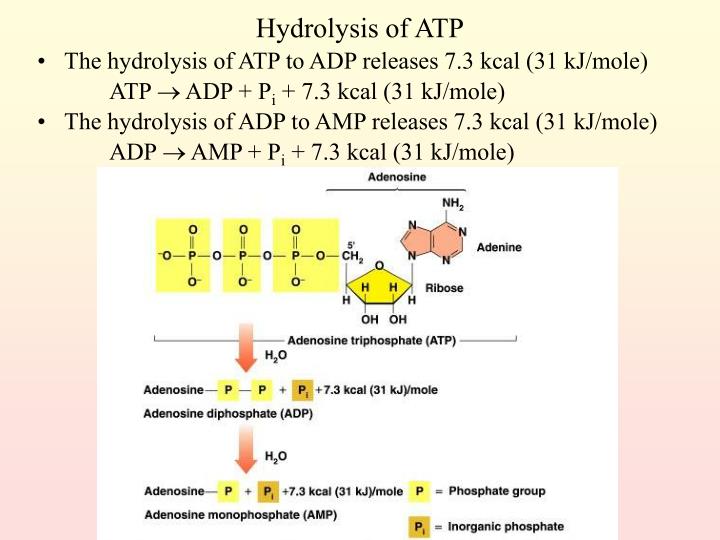 PPT - Metabolism PowerPoint Presentation - ID:437671