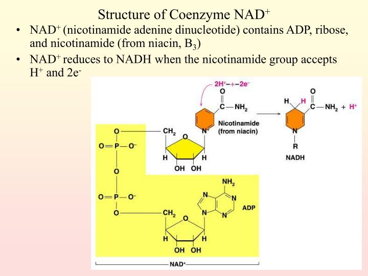 PPT - Metabolism PowerPoint Presentation - ID:437671