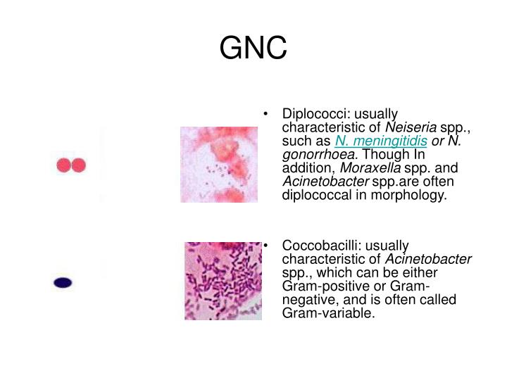 PPT - Introduction to Medical Microbiology PowerPoint Presentation - ID ...
