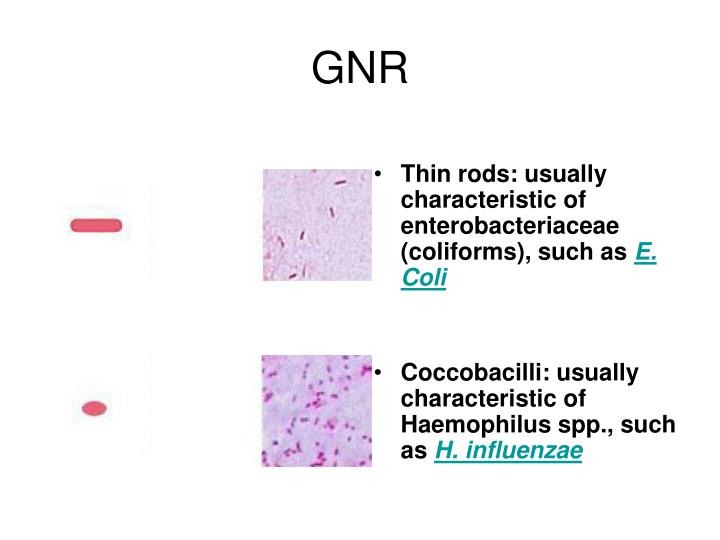 PPT - Introduction to Medical Microbiology PowerPoint Presentation - ID ...