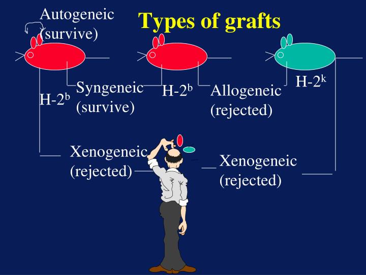 PPT - MHC Genetics and Transplantation PowerPoint Presentation - ID:438119
