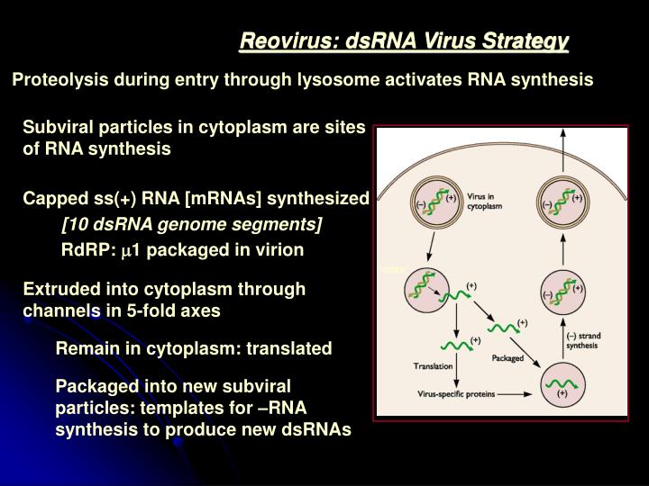 PPT - REOVIRUS PowerPoint Presentation - ID:438995
