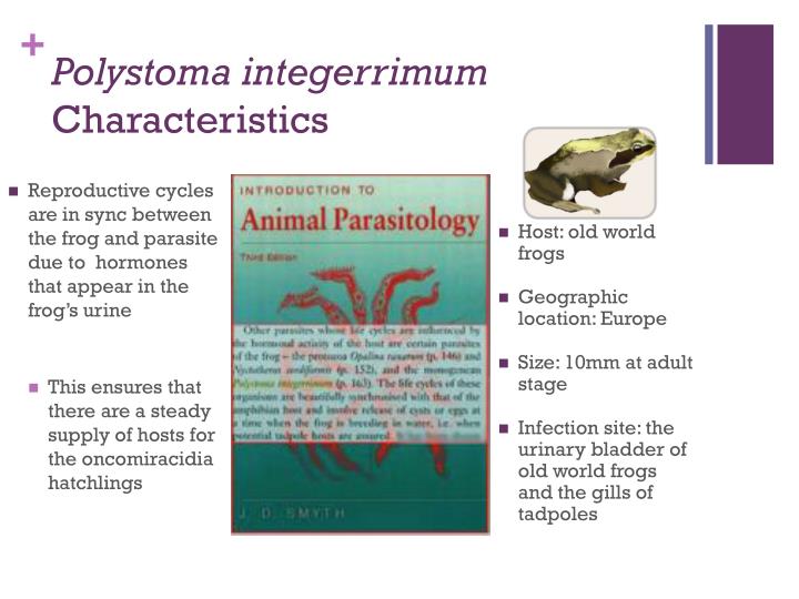 PPT - Polystoma integerrimum The monogenetic trematode PowerPoint ...