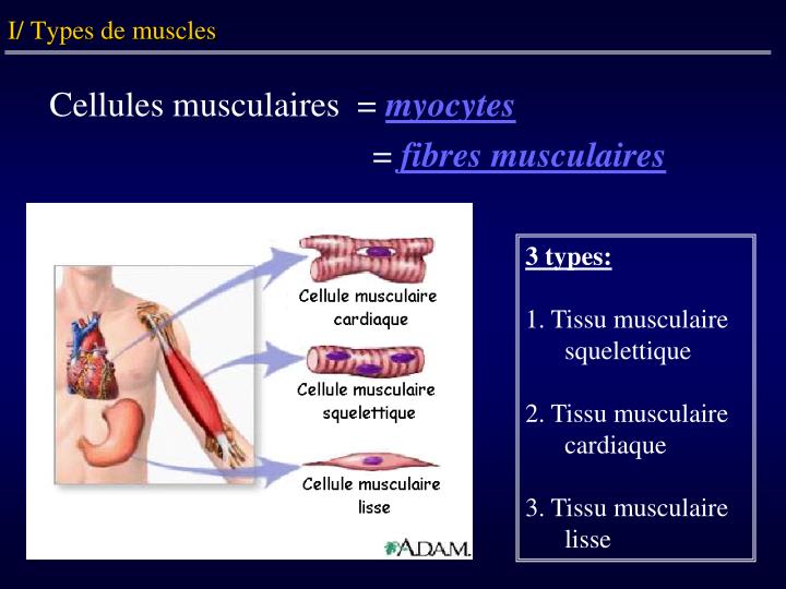 PPT - LE MUSCLE PowerPoint Presentation - ID:439707