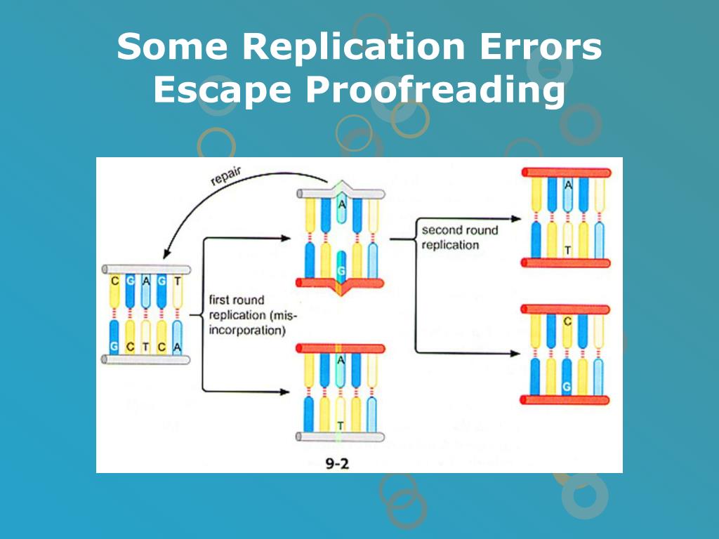 PPT - Chapter 9 The Mutability and Repair of DNA PowerPoint ... PPT - Chapter 9 The Mutability and Repair of DNA PowerPoint ...