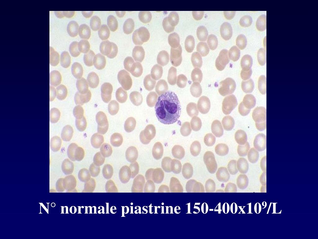 PPT - PRODUZIONE DELLE PIASTRINE CELLULA STAMINALE MULTIPOTENTE BFU ...