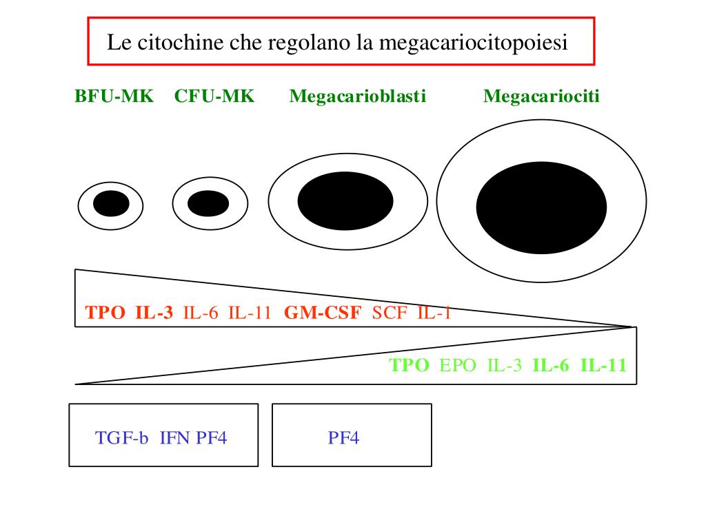 PPT - PRODUZIONE DELLE PIASTRINE CELLULA STAMINALE MULTIPOTENTE BFU ...