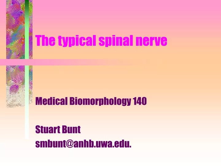 PPT - The typical spinal nerve PowerPoint Presentation, free download ...