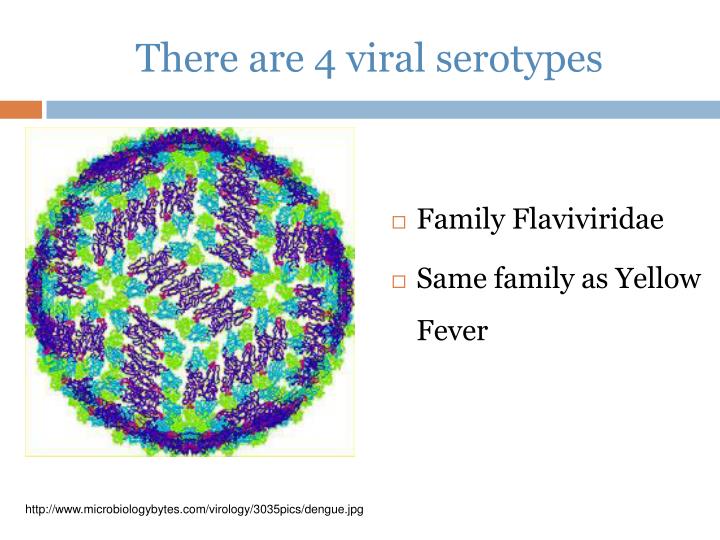 PPT - Dengue Fever PowerPoint Presentation - ID:442449