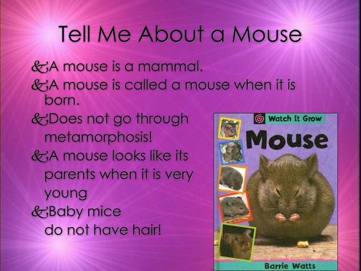 Life Cycle Of A Mouse Video