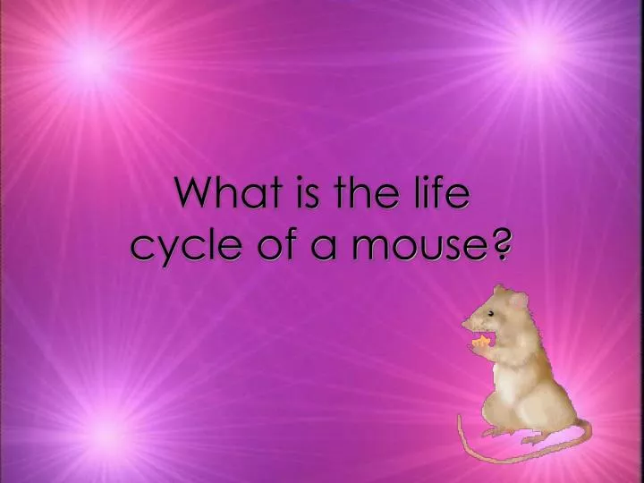 Life Cycle Of A Mouse Video