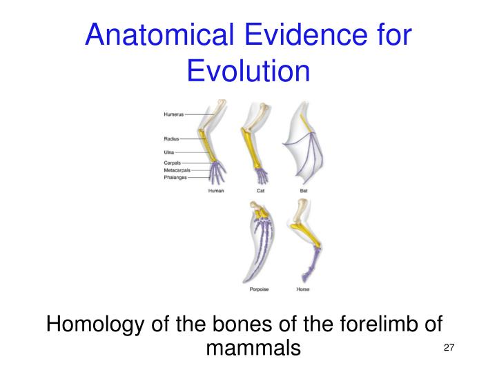 PPT - The Evidence for Evolution PowerPoint Presentation - ID:443334