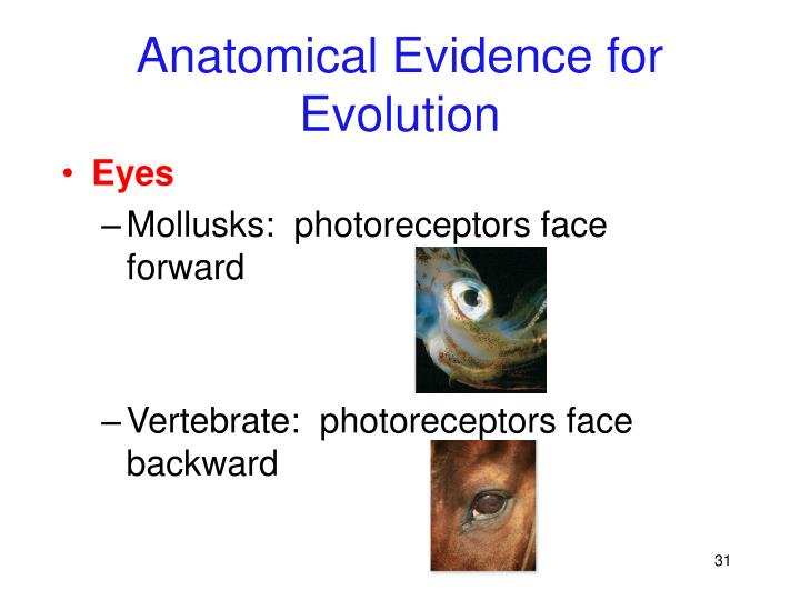PPT - The Evidence for Evolution PowerPoint Presentation - ID:443334
