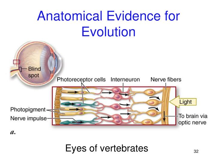 PPT - The Evidence for Evolution PowerPoint Presentation - ID:443334