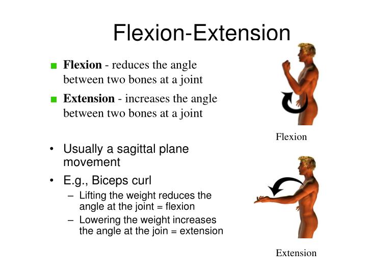 Flexion Vs Extension Occur At Joints Flexion Extension Flexion Vs Extension Occur At Joints Flexion Extension