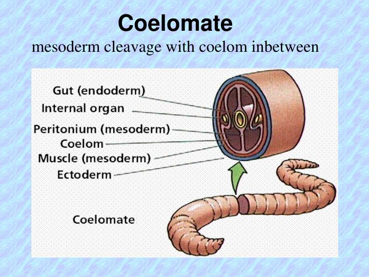 PPT - Body Symmetry & Coelomate PowerPoint Presentation - ID:443687