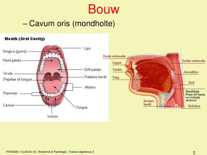 PPT - Tractus digestivus 2 Mond en verder PowerPoint Presentation - ID ...