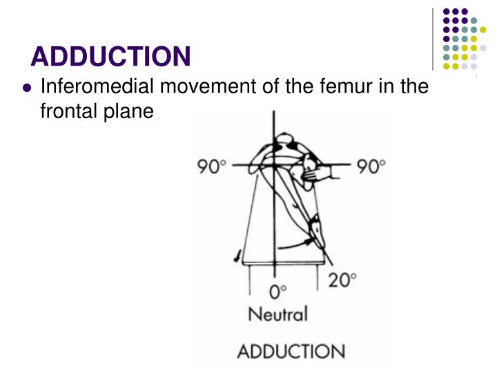 PPT - The Hip Joint and Pelvic Girdle PowerPoint Presentation - ID:445077