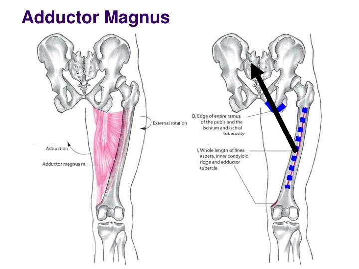 PPT - The Hip Joint and Pelvic Girdle PowerPoint Presentation - ID:445077